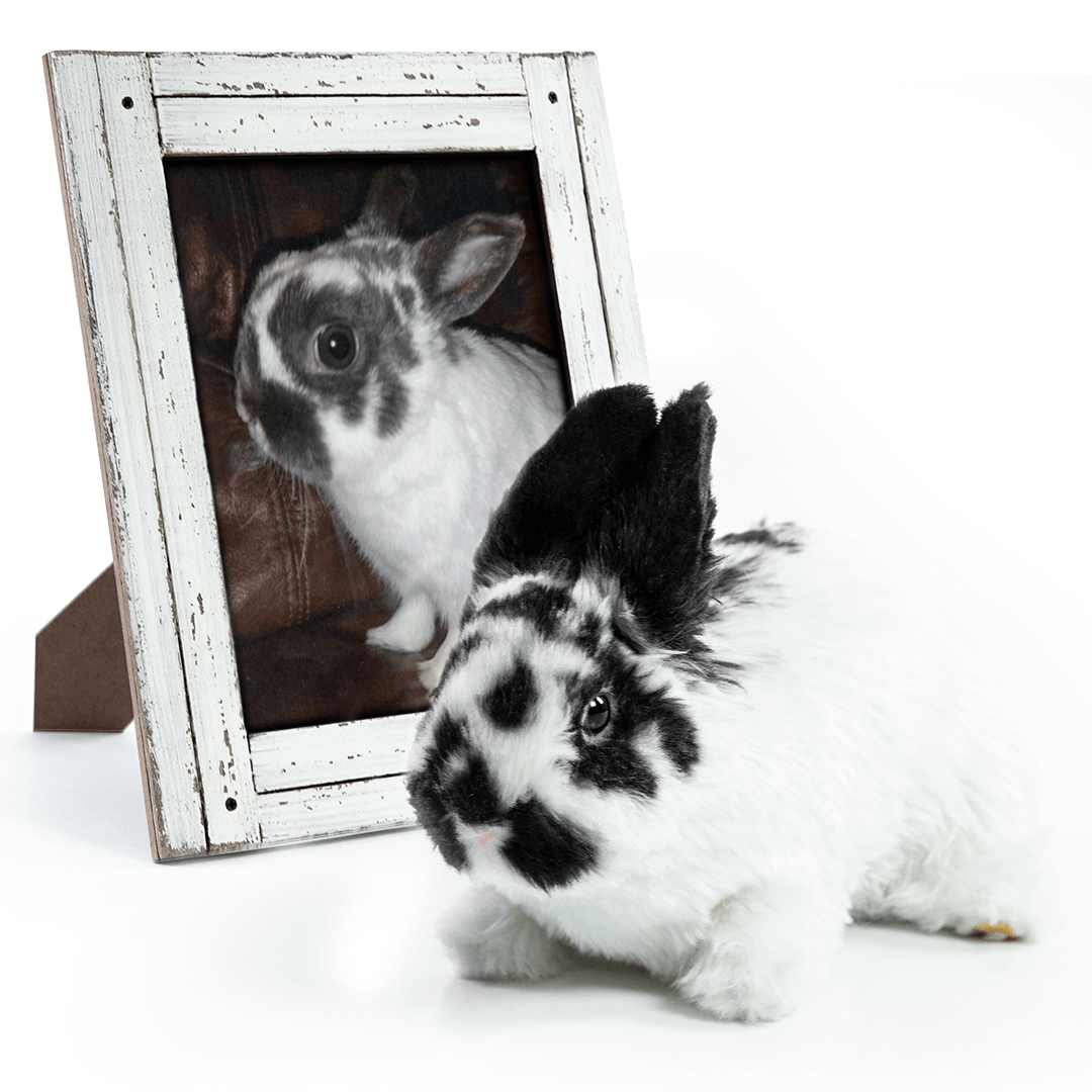 Product Customizer - Cuddle Clones