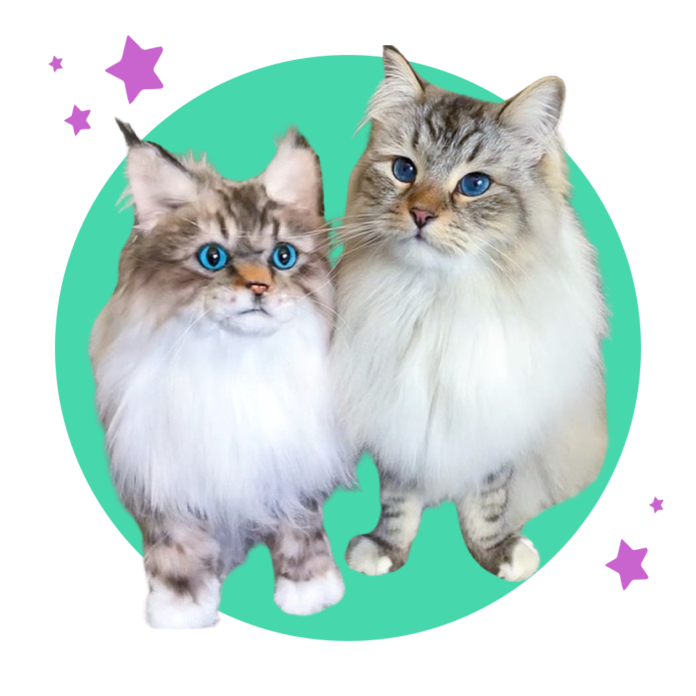 Custom Cat Plush - Personalized Stuffed Cats - Cuddle Clones