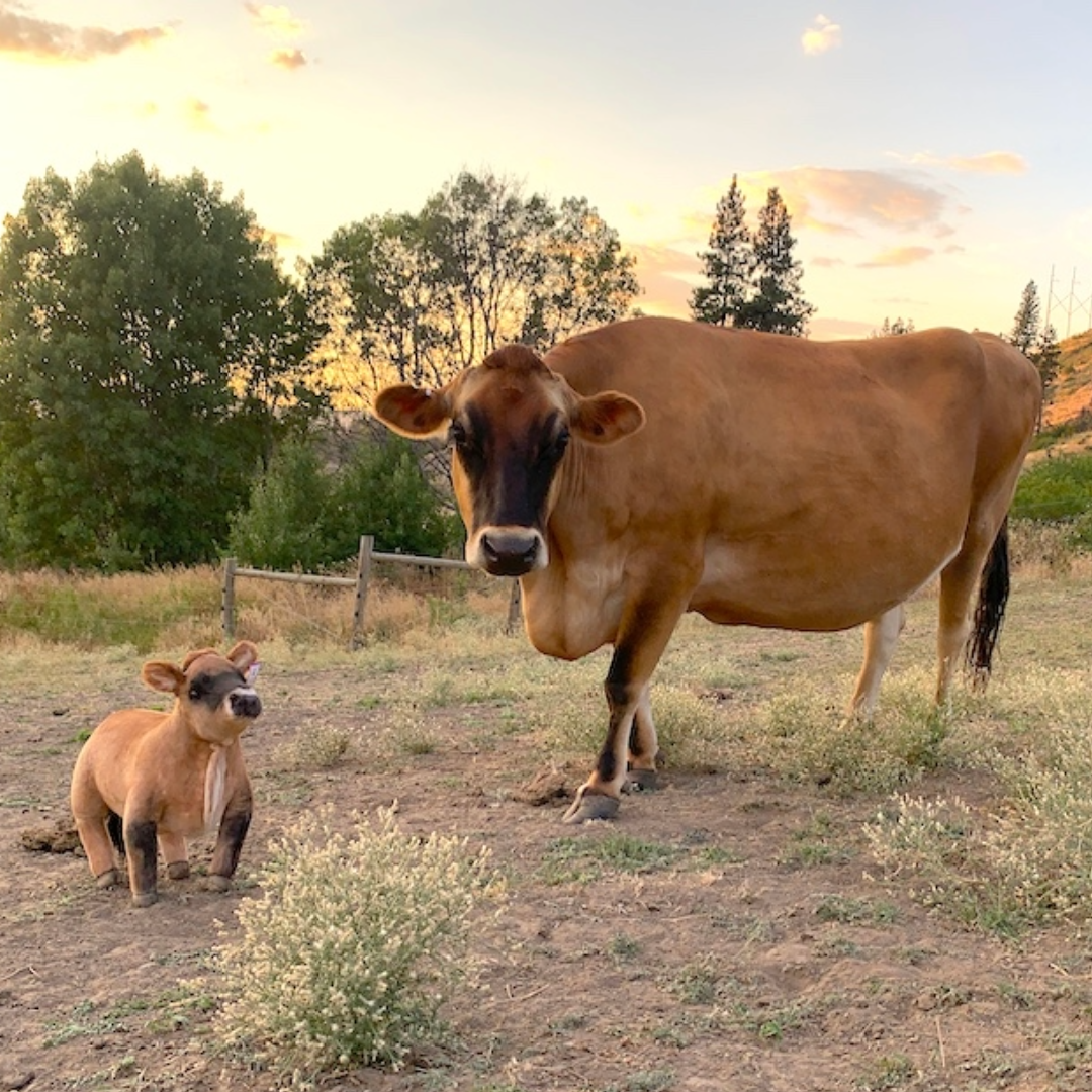 Product Customizer - Cuddle Clones