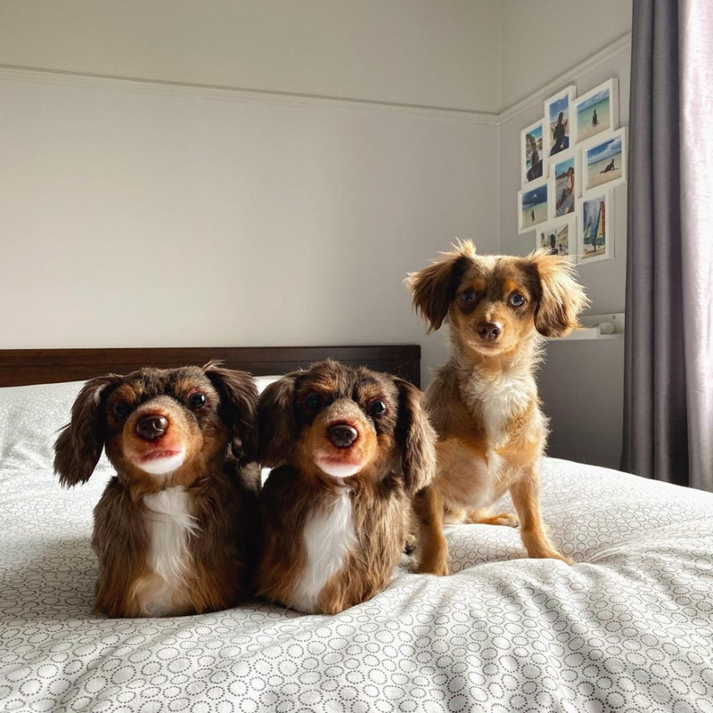 Plush Customizer - Cuddle Clones