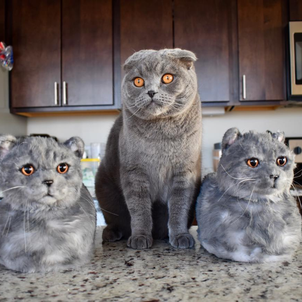 Product Customizer - Cuddle Clones